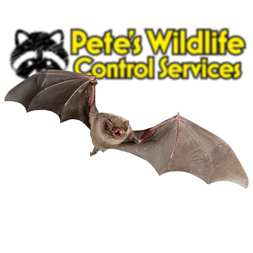 Bat removal near me store